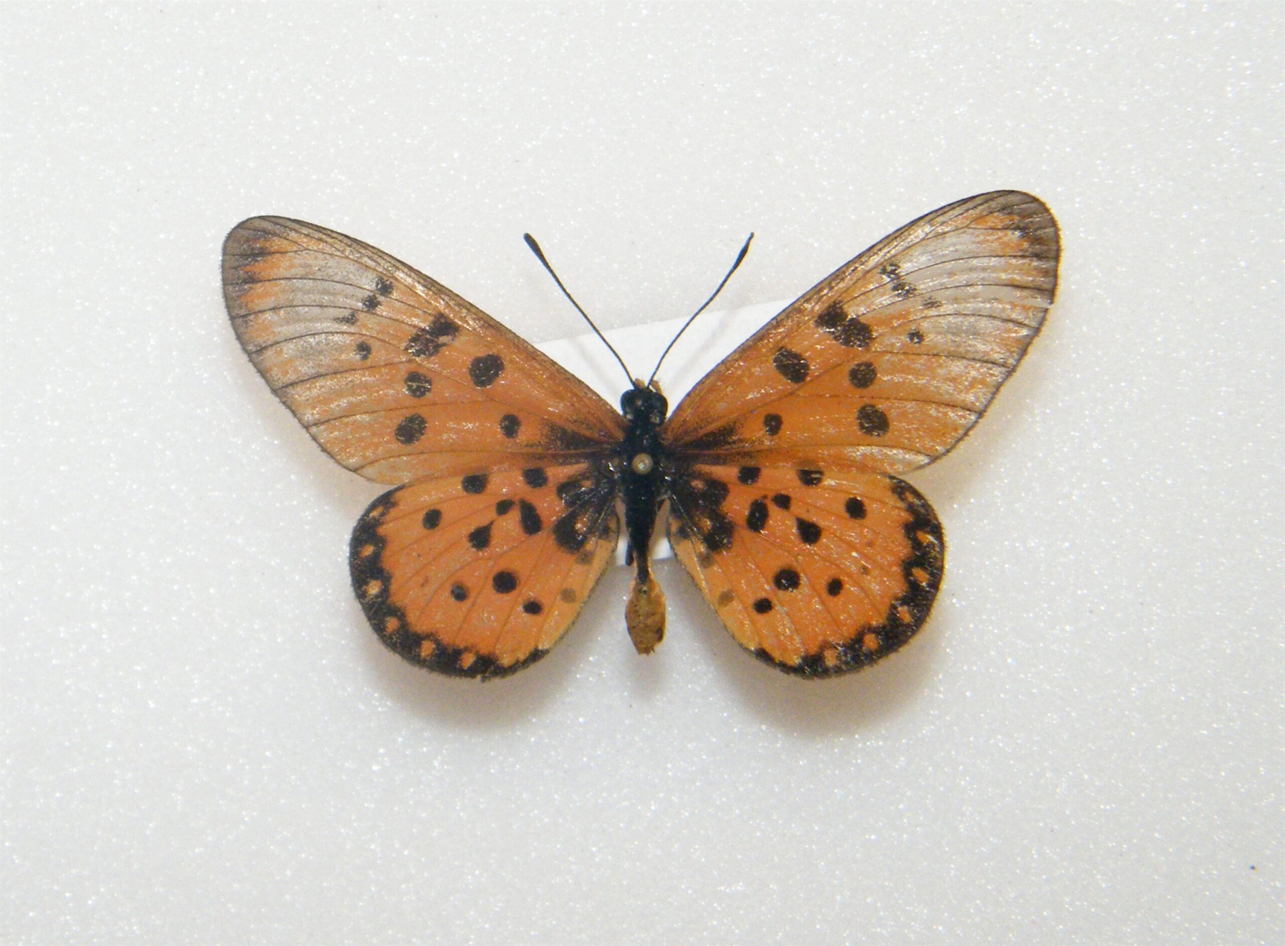Acraea neobule TOGO - World of Butterflies and Moths