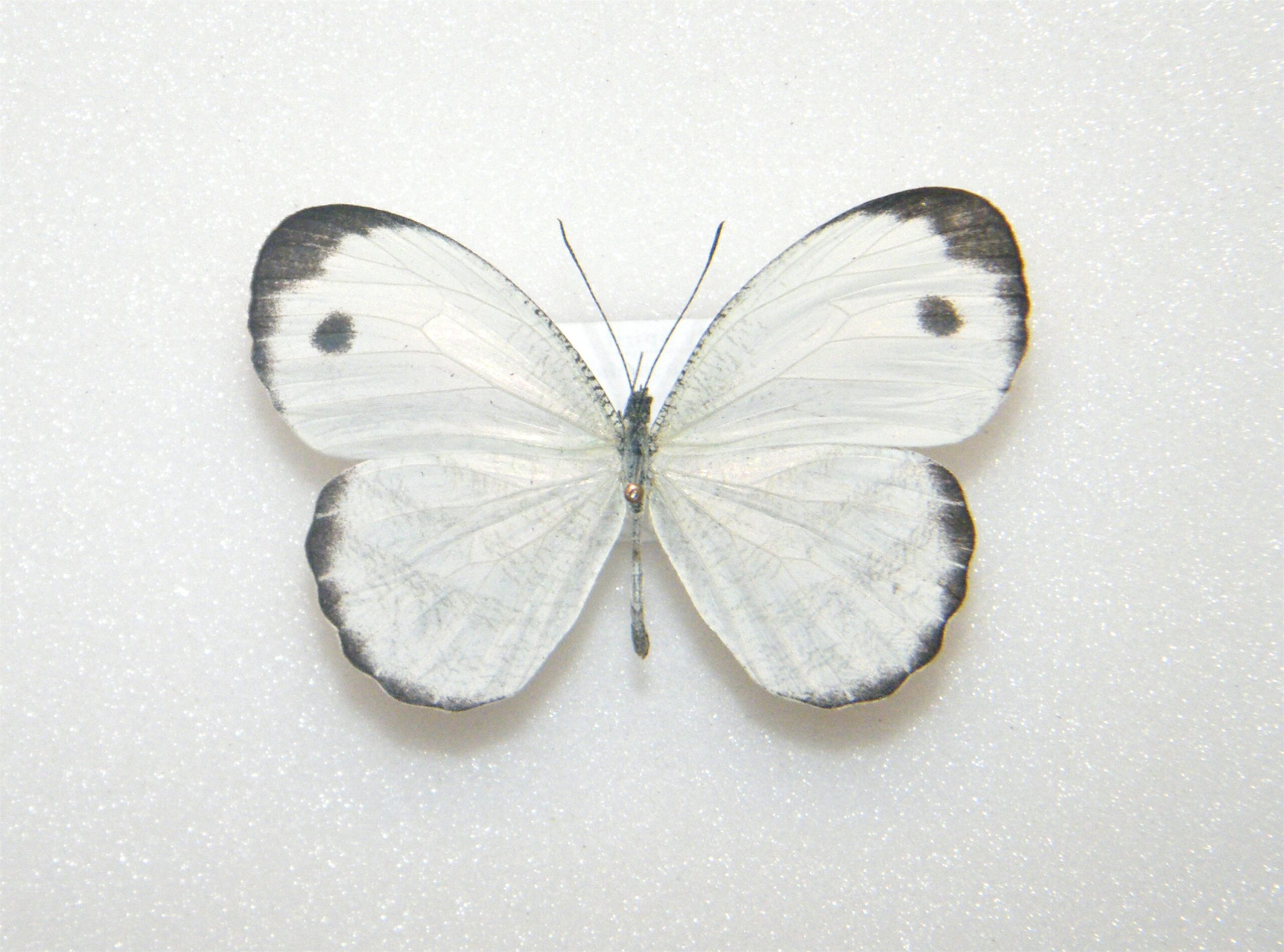 Leptosia medusa TOGO - World of Butterflies and Moths