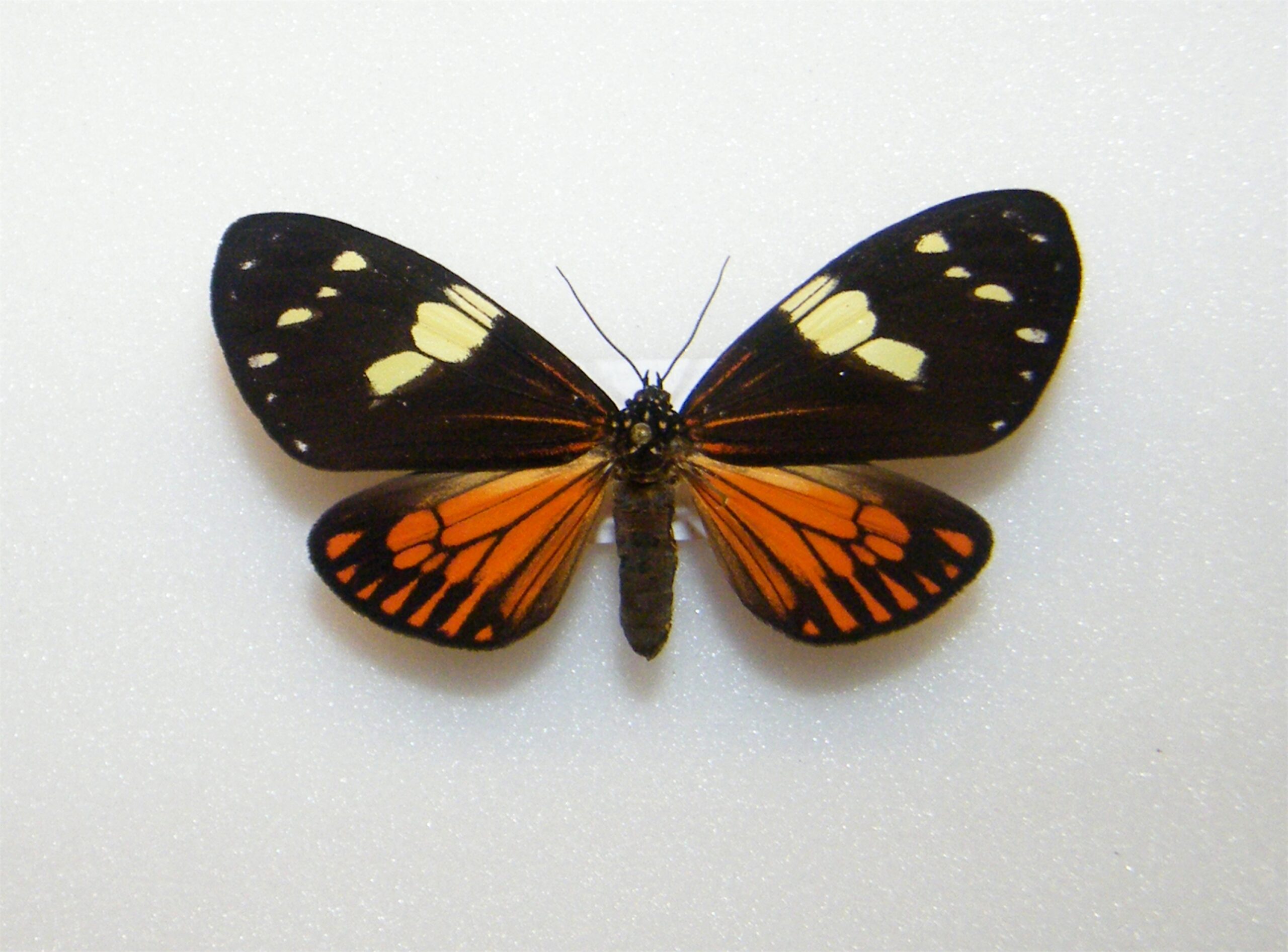 Chetone phyleis PERU - World of Butterflies and Moths