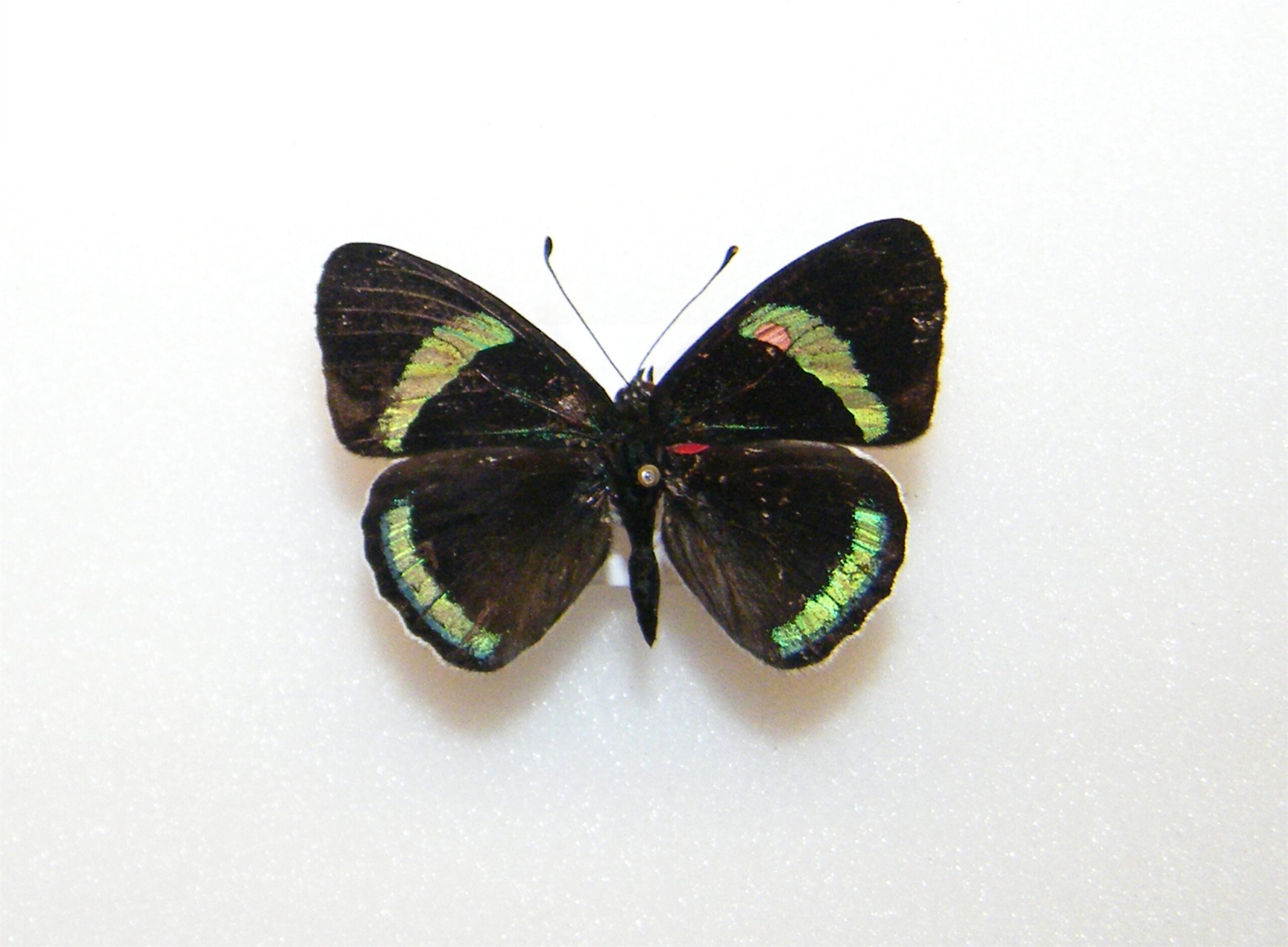 Diaethria neglecta BOLIVIA - World of Butterflies and Moths