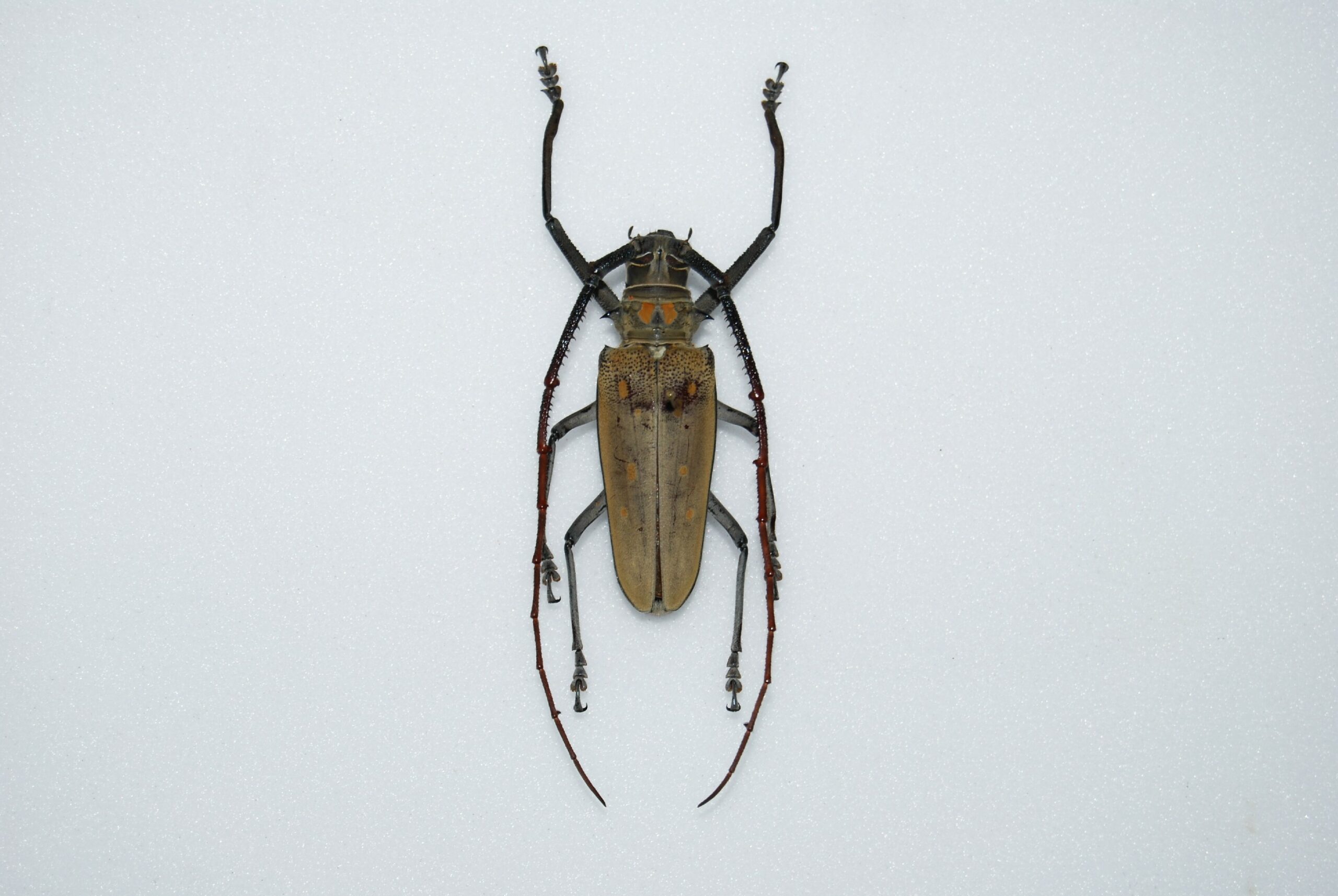 Batocera numitor ferroginea (Pair) INDONESIA - World of Butterflies and ...