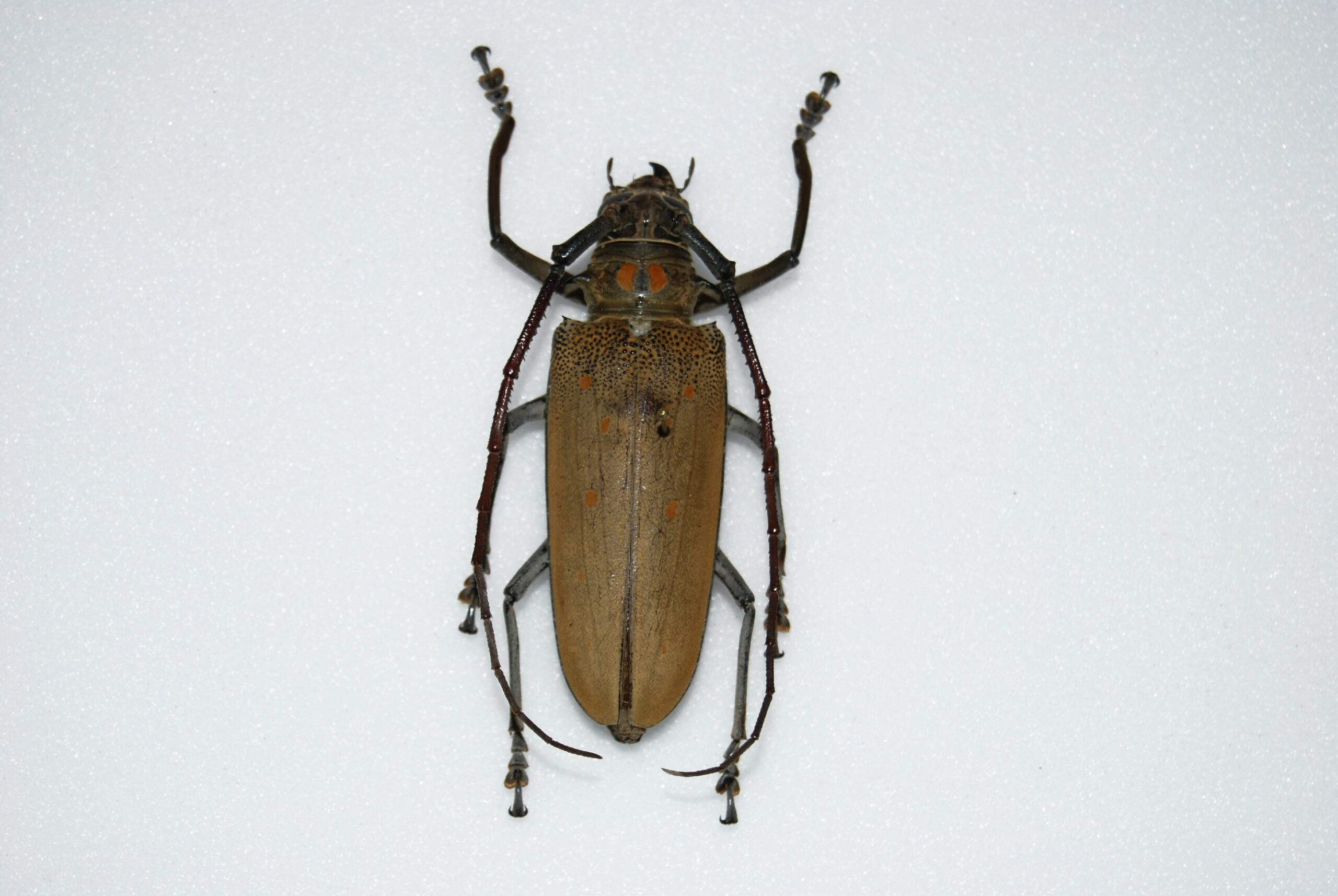 Batocera numitor ferroginea (Pair) INDONESIA - World of Butterflies and ...
