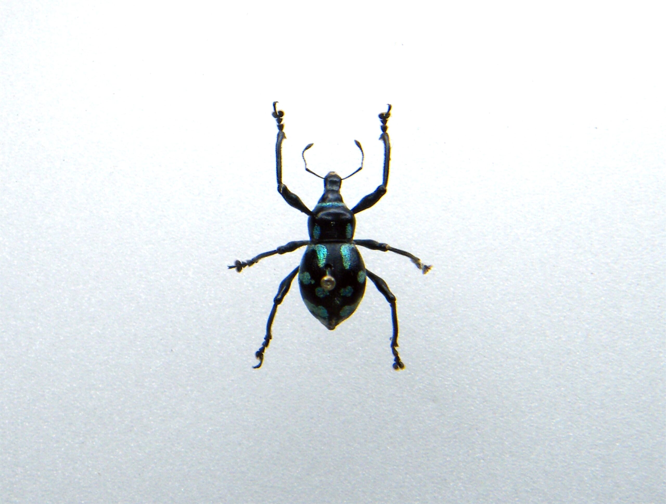 Macrocyrtus (Exmacrocyrtus) negrito PHILIPPINES - World of Butterflies ...