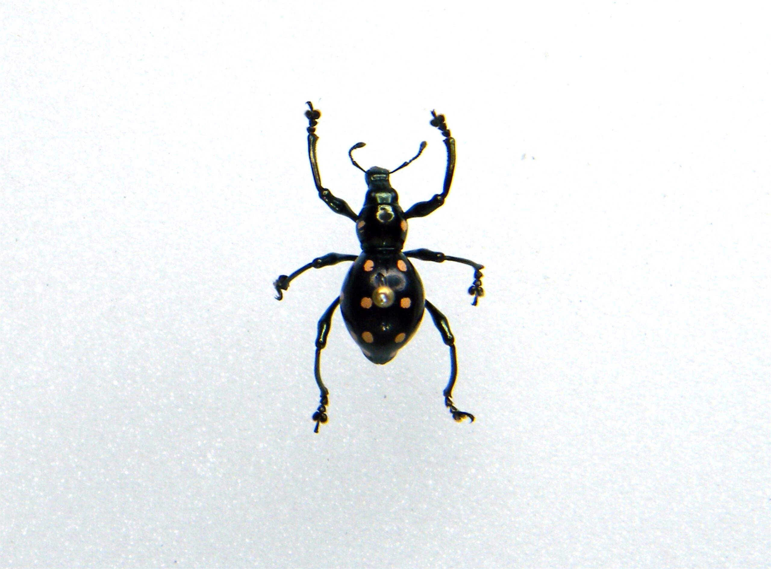 Pachyrrhynchus erichsoni PHILIPPINES - World of Butterflies and Moths