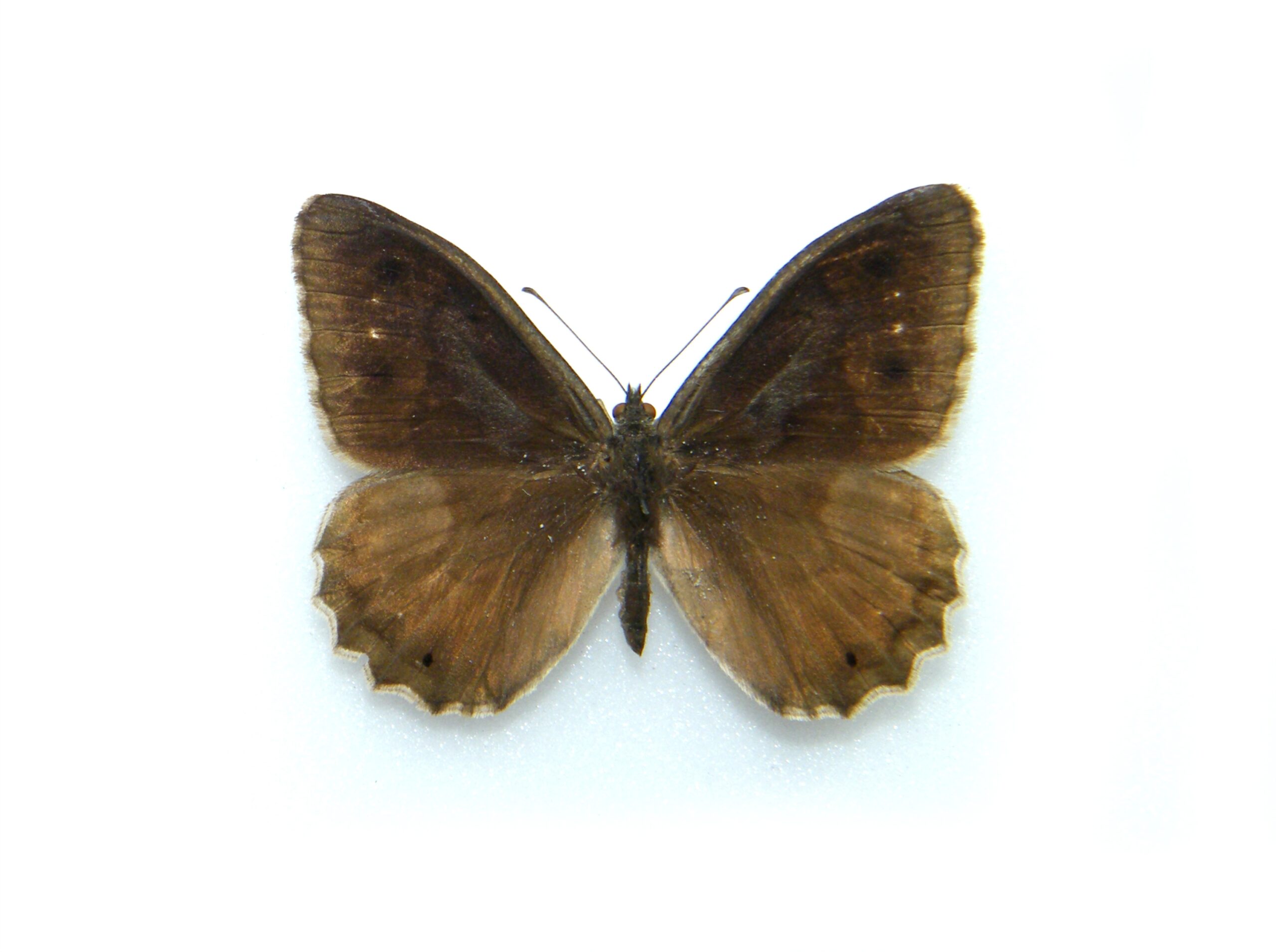 Hipparchia statilinus TREE GRAYLING - World of Butterflies and Moths