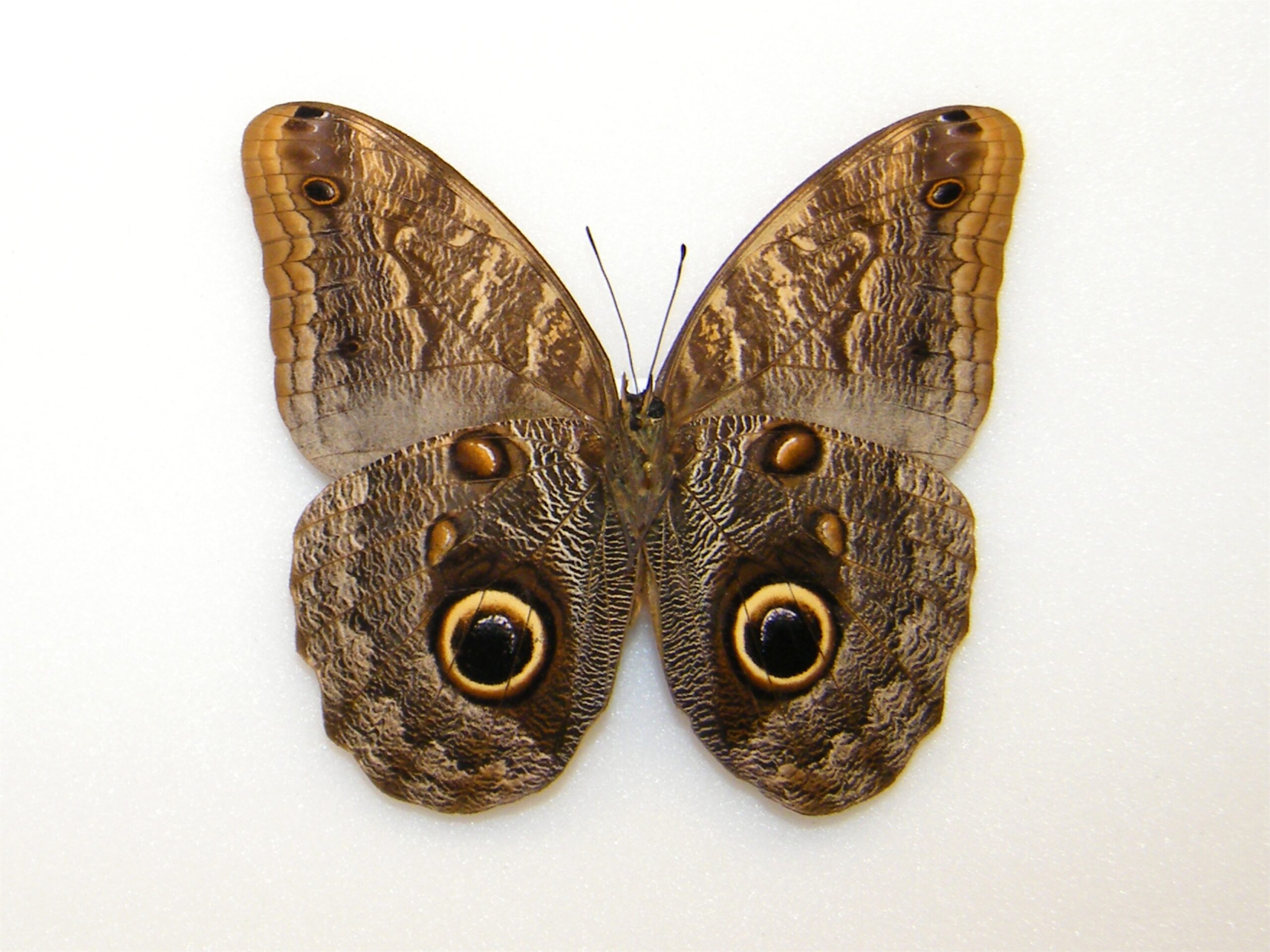 Caligo teucer PERU - World of Butterflies and Moths