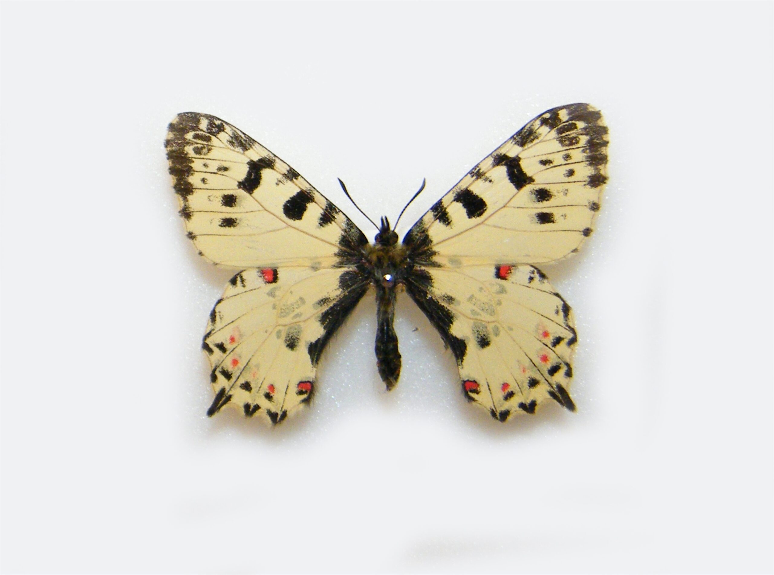 Allancastria (Zerynthia) cerisyi Eastern Festoon Butterfly - World of ...