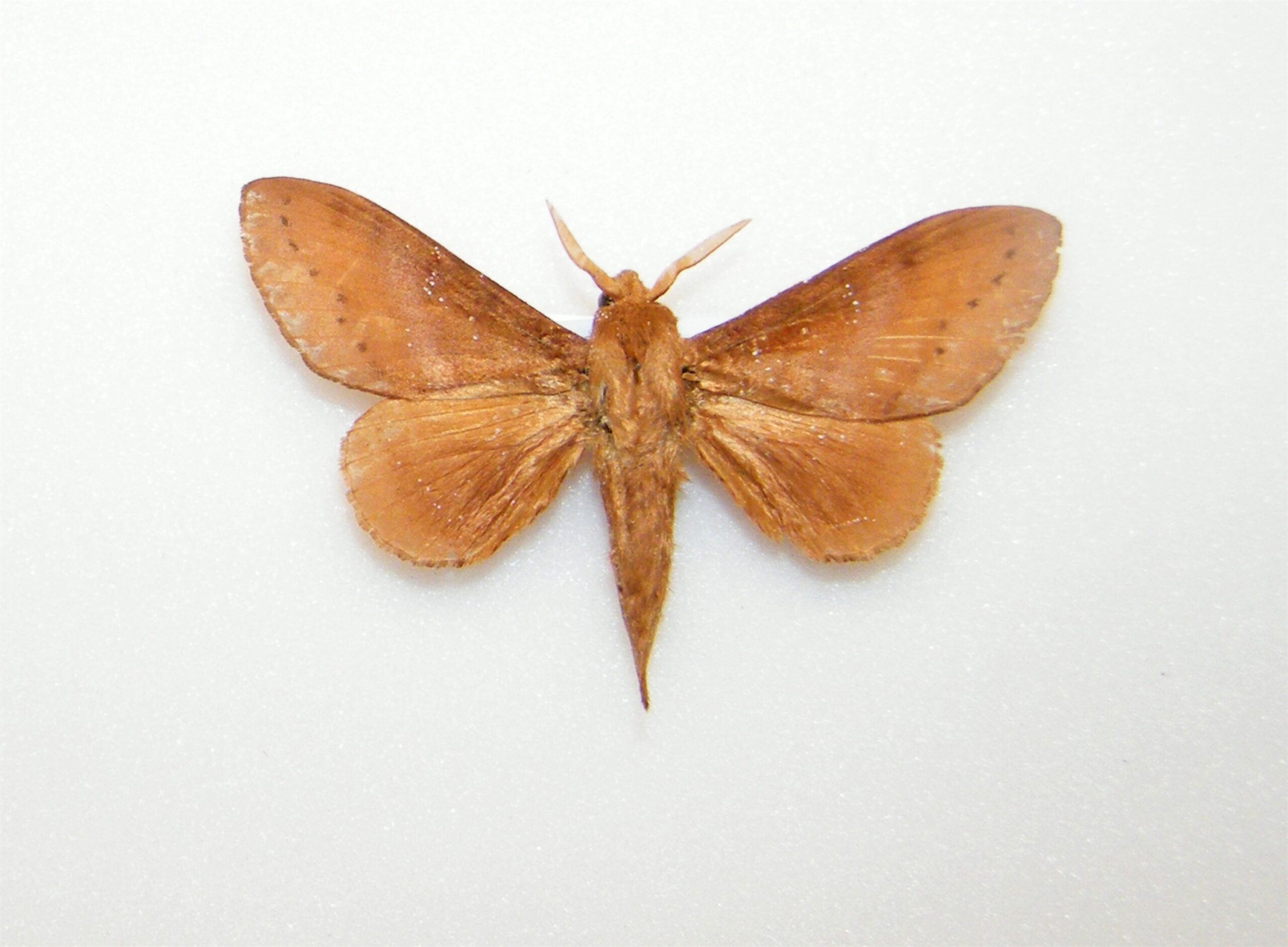 Dendrolimus grisea INDONESIA - World of Butterflies and Moths