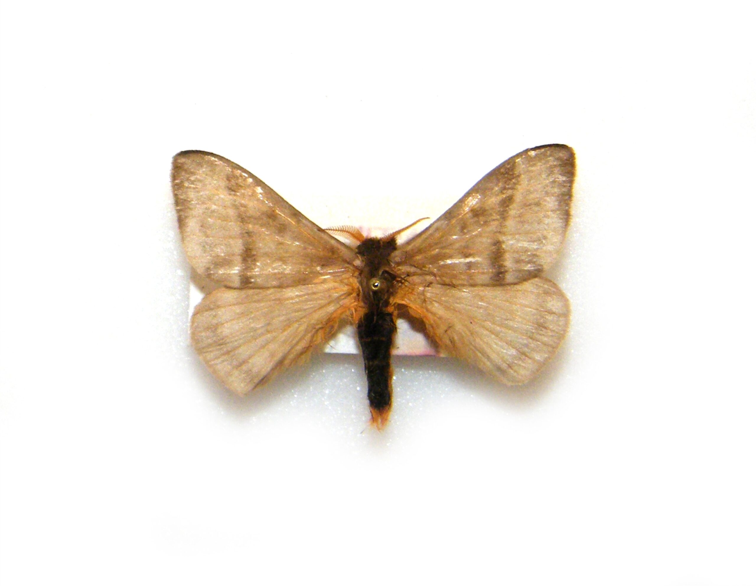 Hylesia nigricans ARGENTINA - World of Butterflies and Moths