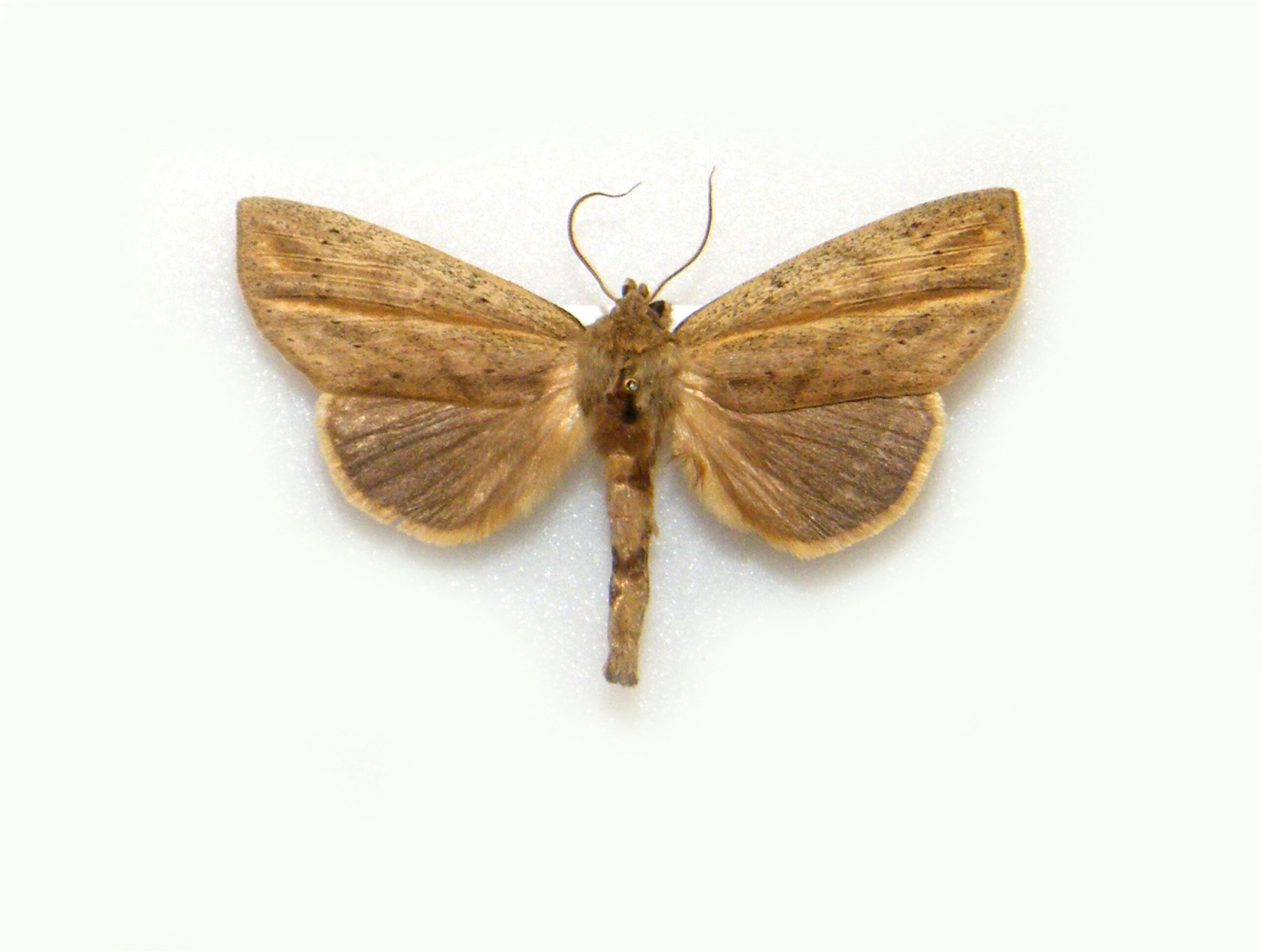 Bireta swetlanae BURMA - World of Butterflies and Moths