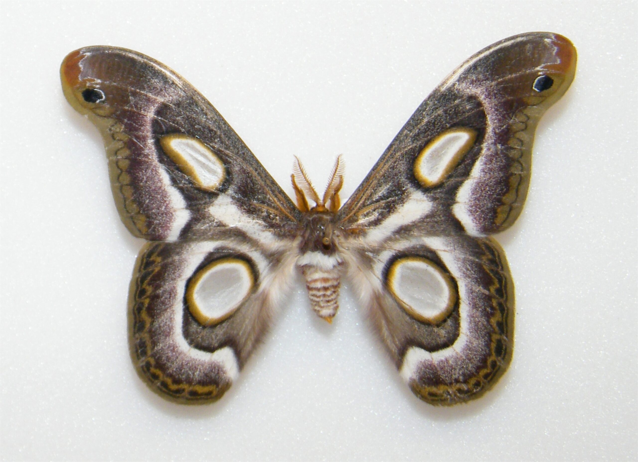 Epiphora mythimnia KENYA - World of Butterflies and Moths