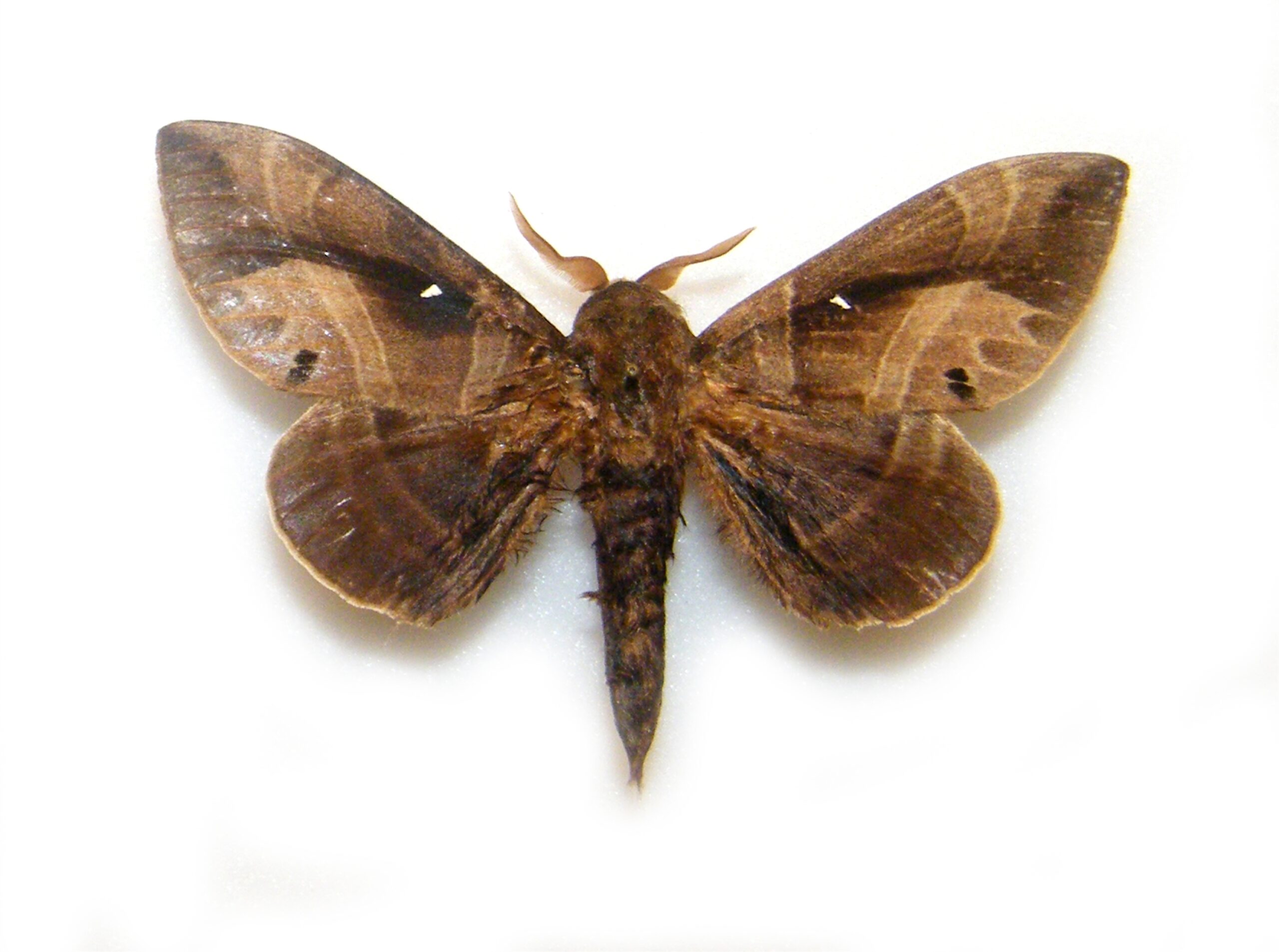 Lebeda noblis THAILAND - World of Butterflies and Moths