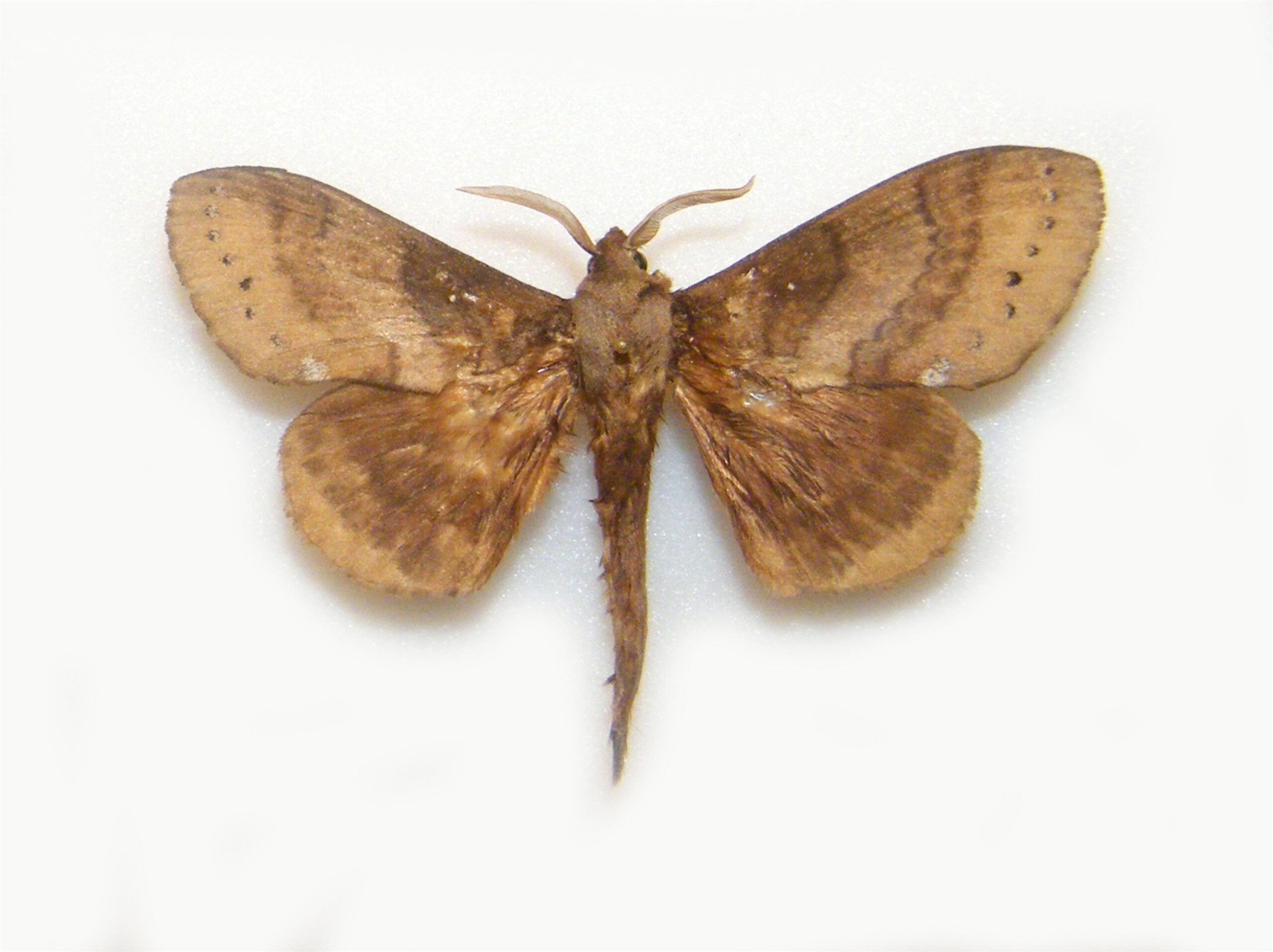 Kunugia ampla THAILAND - World of Butterflies and Moths