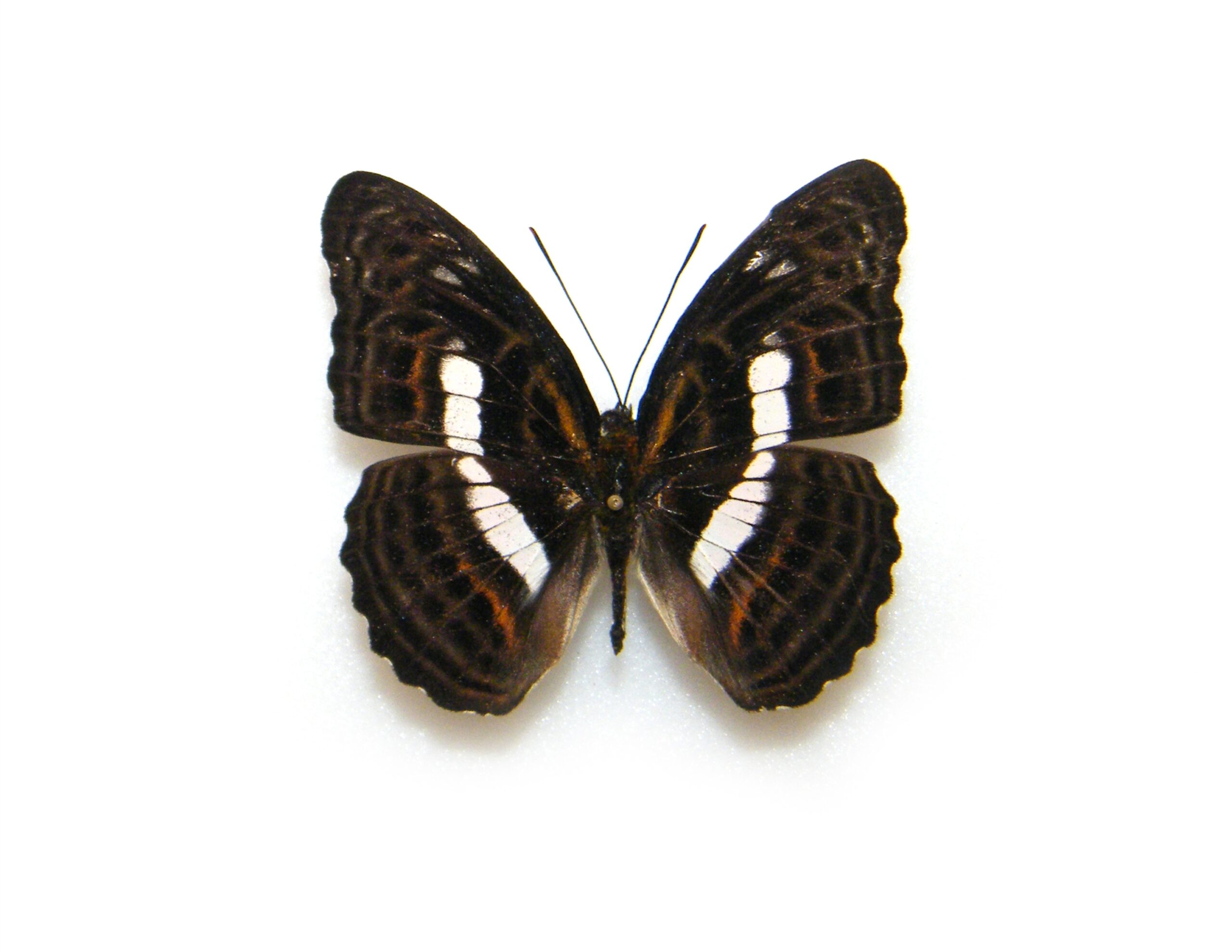 Tarattia lysanias lysanias INDONESIA - World of Butterflies and Moths