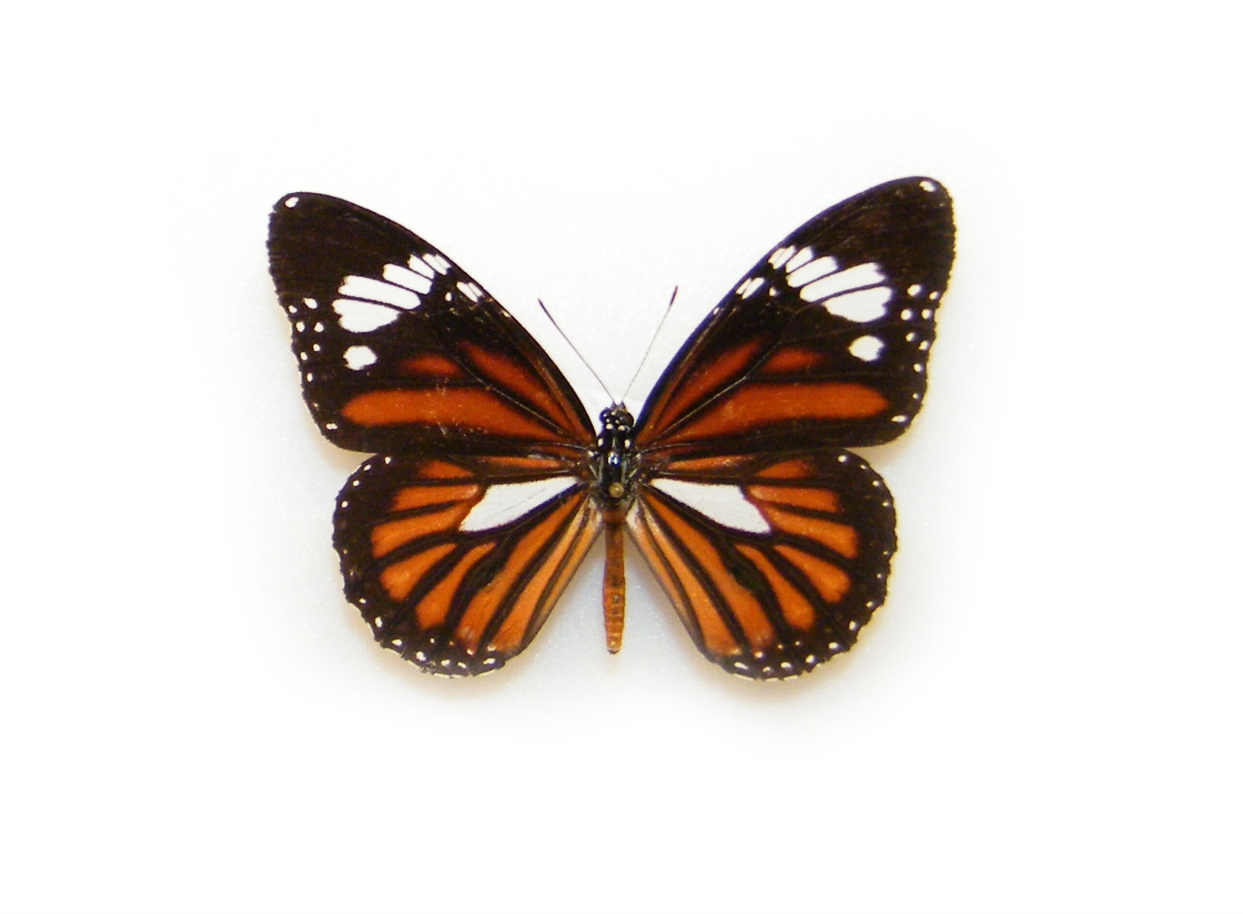 Danaus genutia Common Tiger butterfly - World of Butterflies and Moths