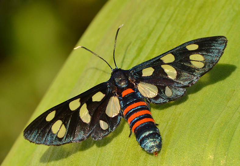 African Tiger Moth Amata mogadorensis - World of Butterflies and Moths