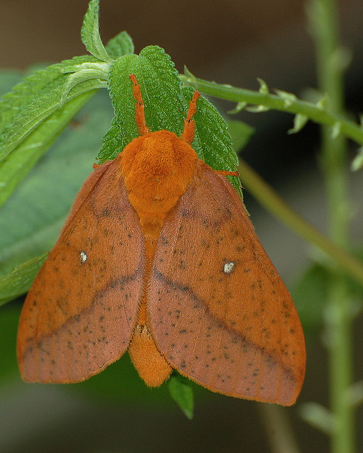 Spiny Oakworm Moth (Anisota stigma) - World of Butterflies and Moths