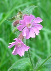 Pink Campion (S.dioica) - World of Butterflies and Moths