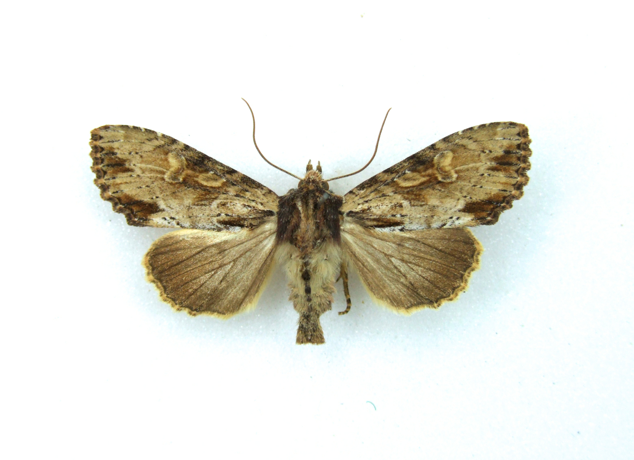 Apamea crenata CLOUDED-BORDERED BRINDLE - World of Butterflies and Moths