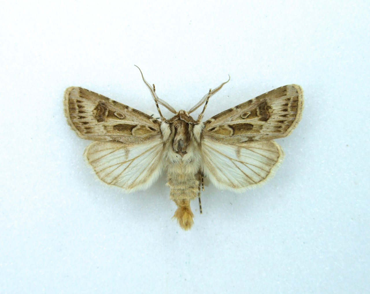 Agrotis vestigialis ARCHER'S DART - World of Butterflies and Moths