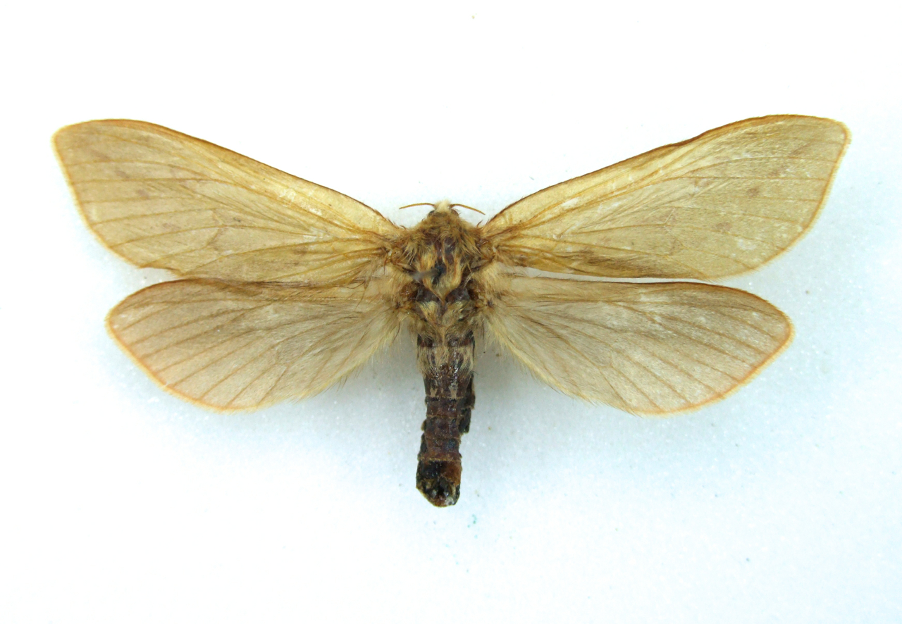 Hepialus humuli humuli GHOST SWIFT Female - World of Butterflies and Moths