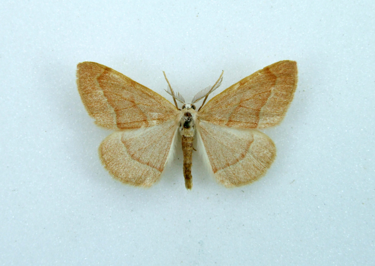 Hylaea fasciaria BARRED RED - World of Butterflies and Moths