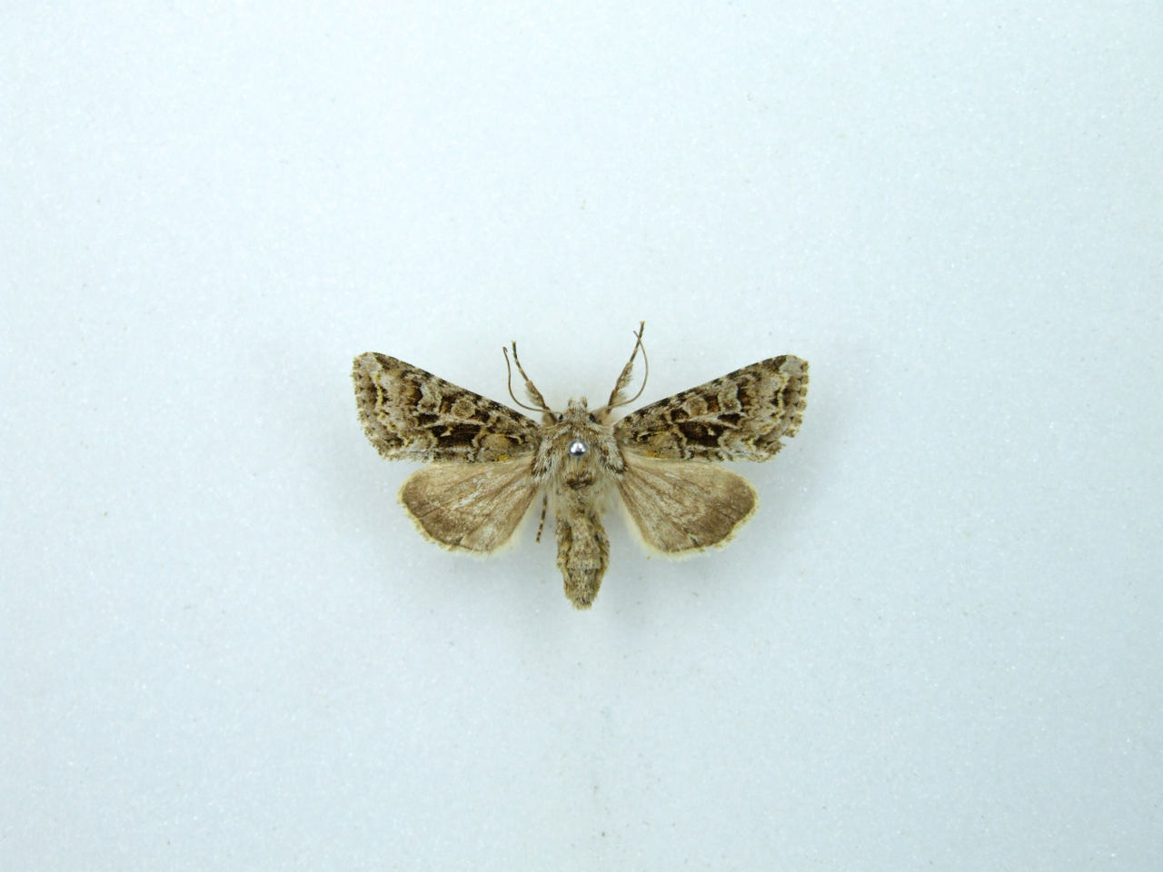 Hada plebeja THE SHEARS - World of Butterflies and Moths