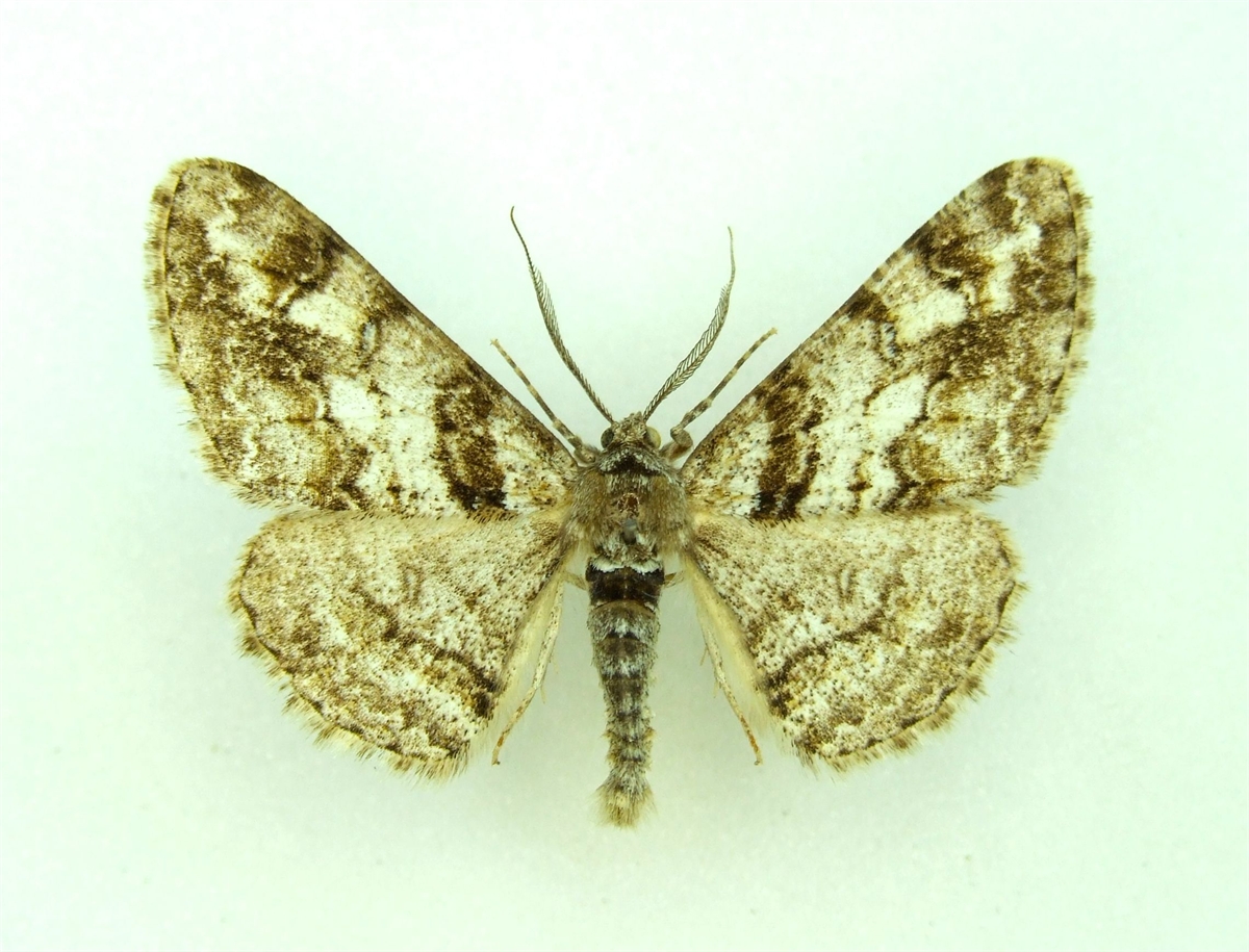 Cleora cinctaria RINGED CARPET - World of Butterflies and Moths