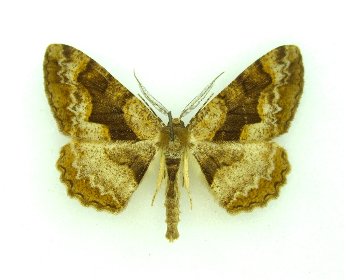 Alcis repandata MOTTLED BEAUTY - World of Butterflies and Moths