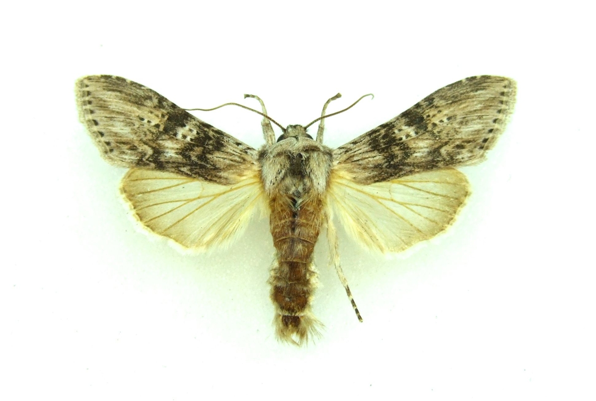 Cucullia absinthii THE WORMWOOD - World of Butterflies and Moths