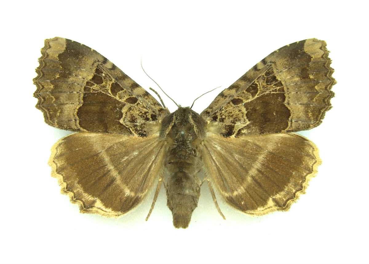 Mormo maura OLD LADY - World of Butterflies and Moths