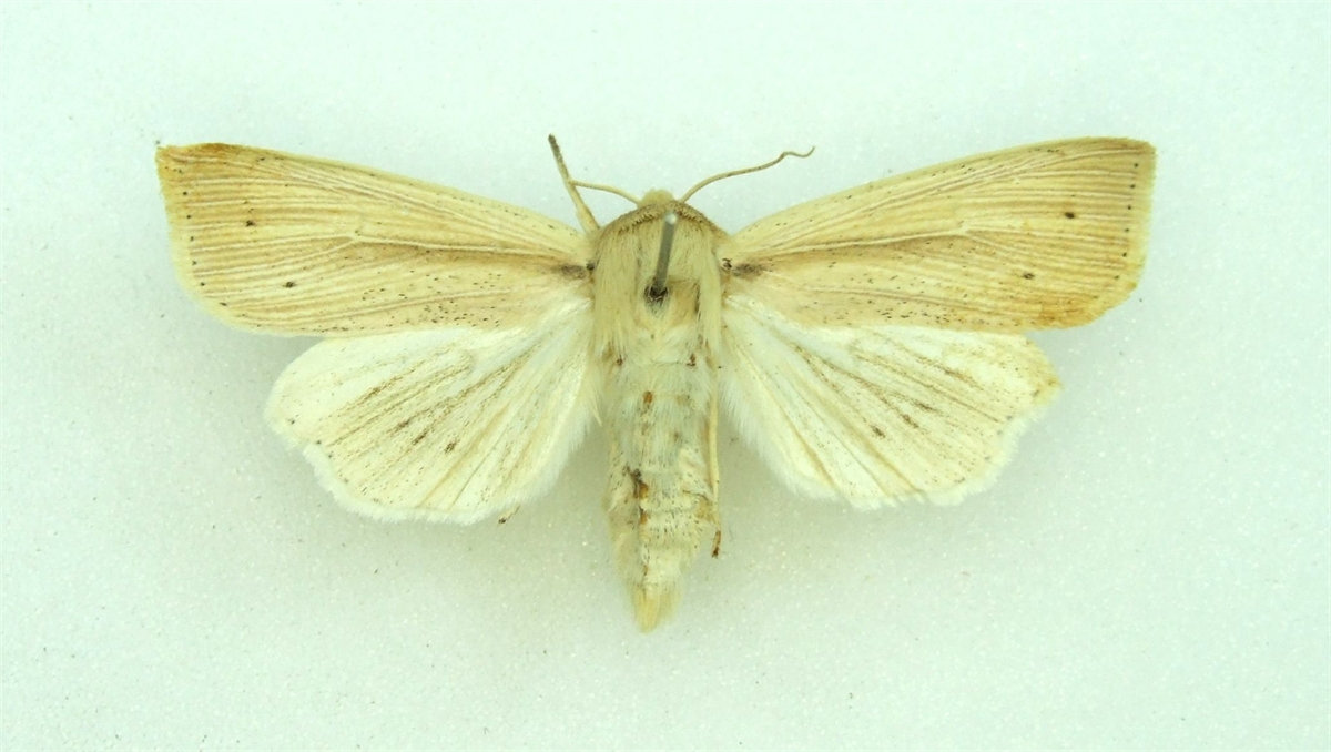 Mythimna straminea SOUTHERN WAINSCOT - World of Butterflies and Moths