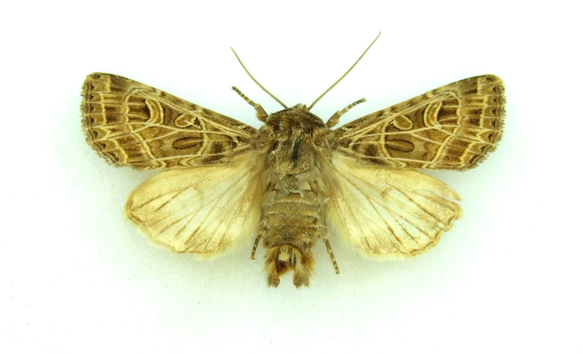 Heliophobus reticulata BORDERED GOTHIC - World of Butterflies and Moths