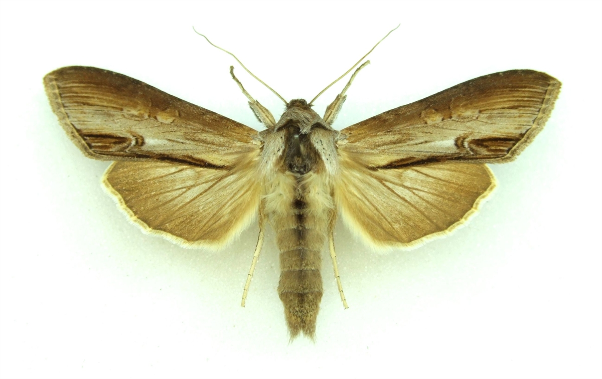 Cucullia asteris STAR-WORT MOTH - World of Butterflies and Moths