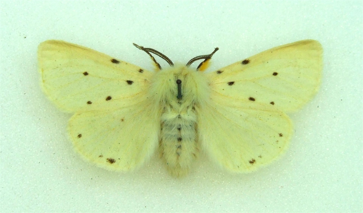 Diaphora mendica MUSLIN MOTH - World of Butterflies and Moths