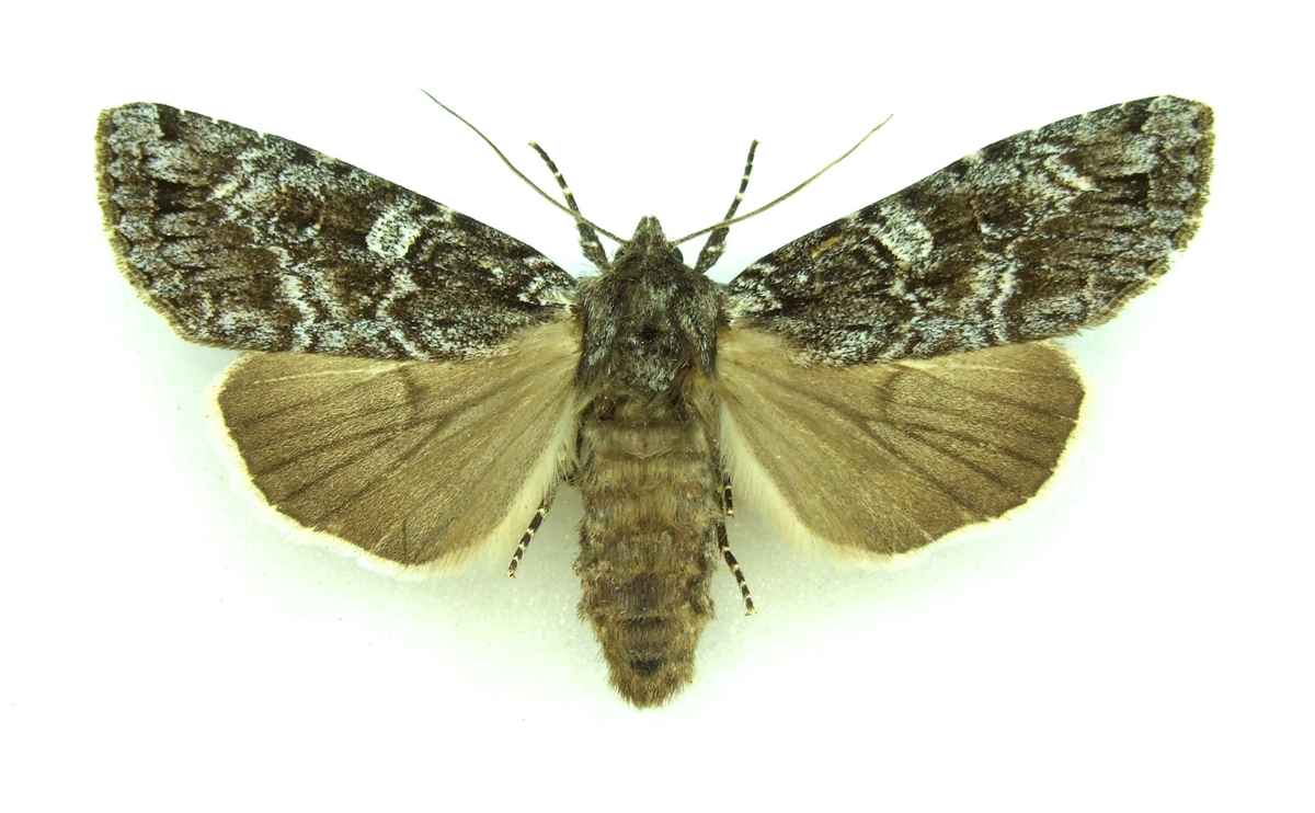 Eurois occulta GREAT BROCADE - World of Butterflies and Moths