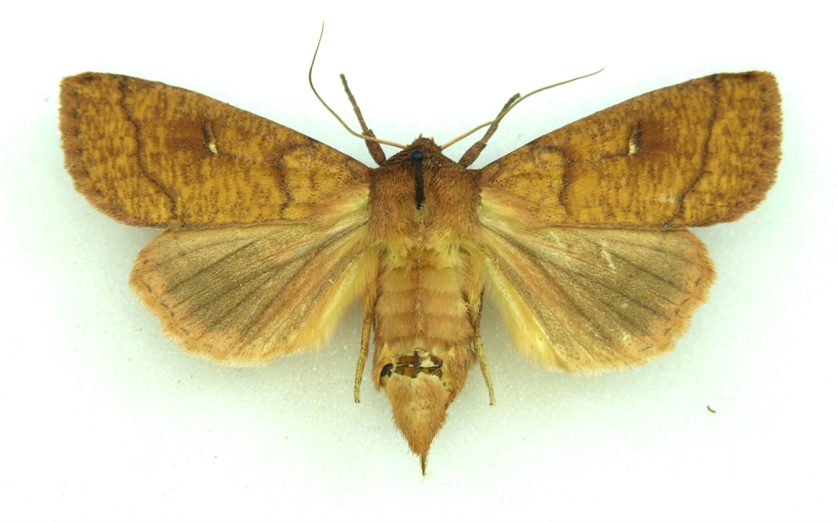 Mythimna turca DOUBLE LINE - World of Butterflies and Moths