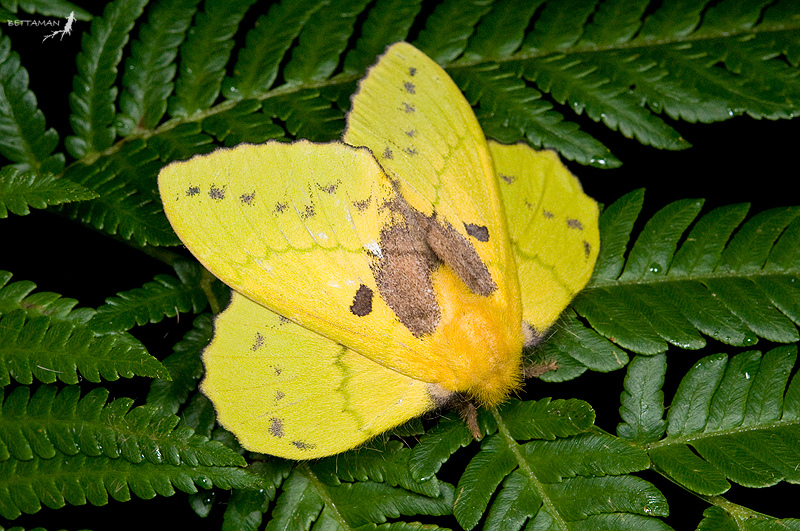 Rose Myrtle Lappet Trabala vishnou - World of Butterflies and Moths