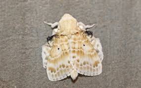 Cream Lappet Schausinna clementsi - World of Butterflies and Moths
