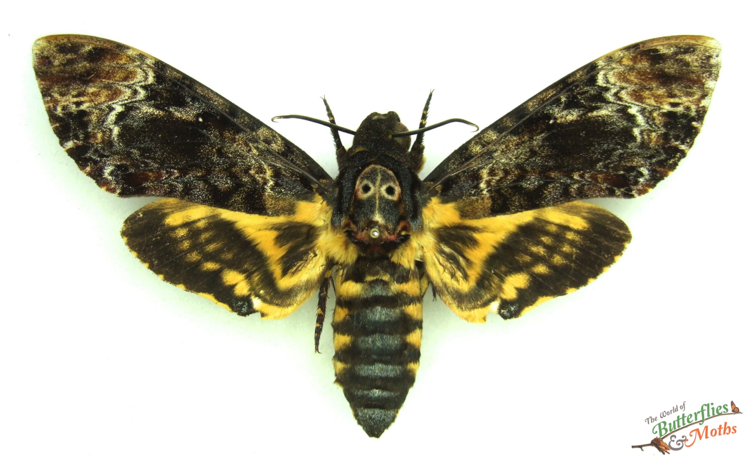 Acherontia lachesis Greater Death's Head Hawk-moth - World of ...