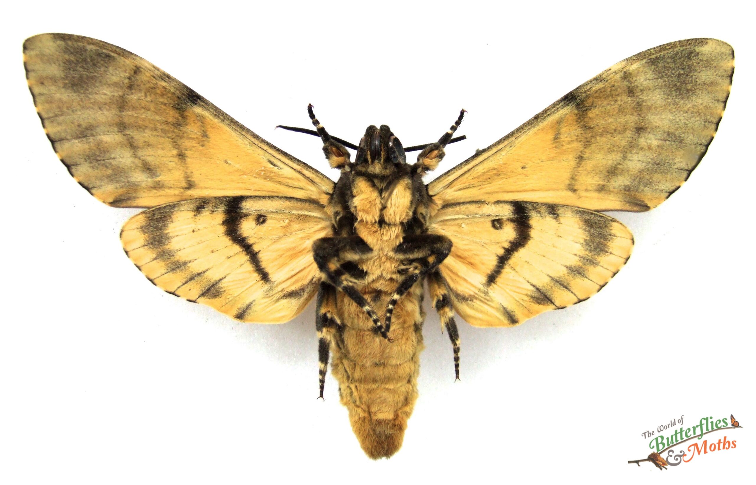 Acherontia styx Lesser Death's Head AMBON - World of Butterflies and Moths