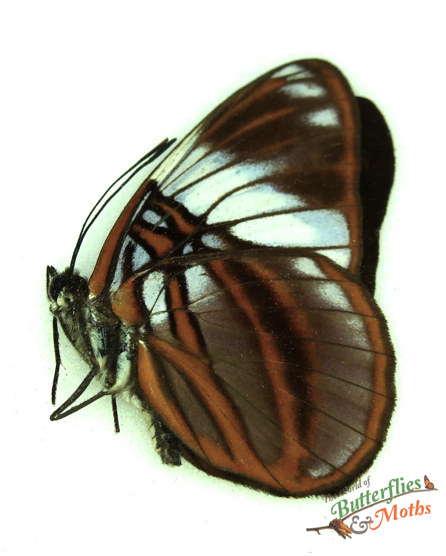 Adelpha epione The White Barred Sister PERU - World of Butterflies and ...