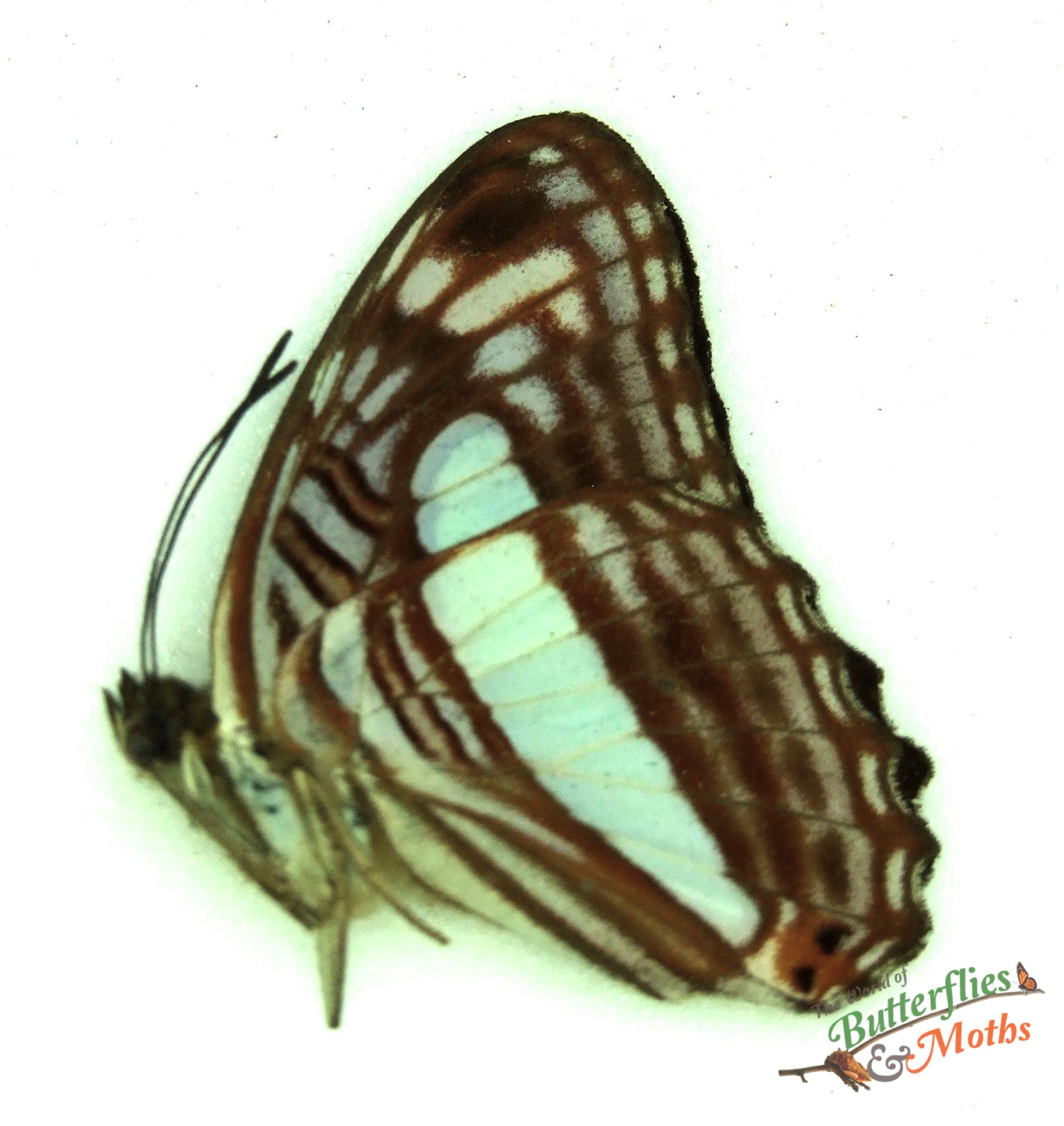 Adelpha iphiclus Iphicus Sister PERU - World of Butterflies and Moths