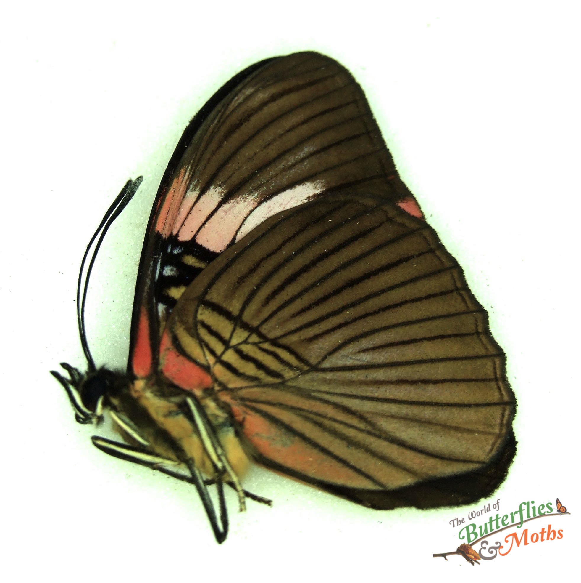 Adelpha lycorias f.lara The Pink Banded Sister PERU A1- World of ...