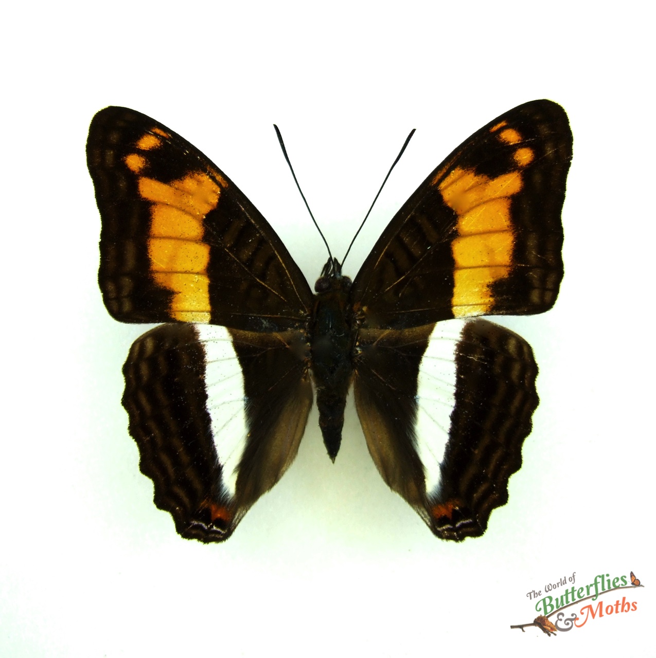 Adelpha phylaca The Cecropia Sister PERU - World of Butterflies and Moths