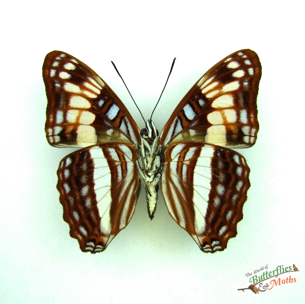 Adelpha phylaca The Cecropia Sister PERU - World of Butterflies and Moths