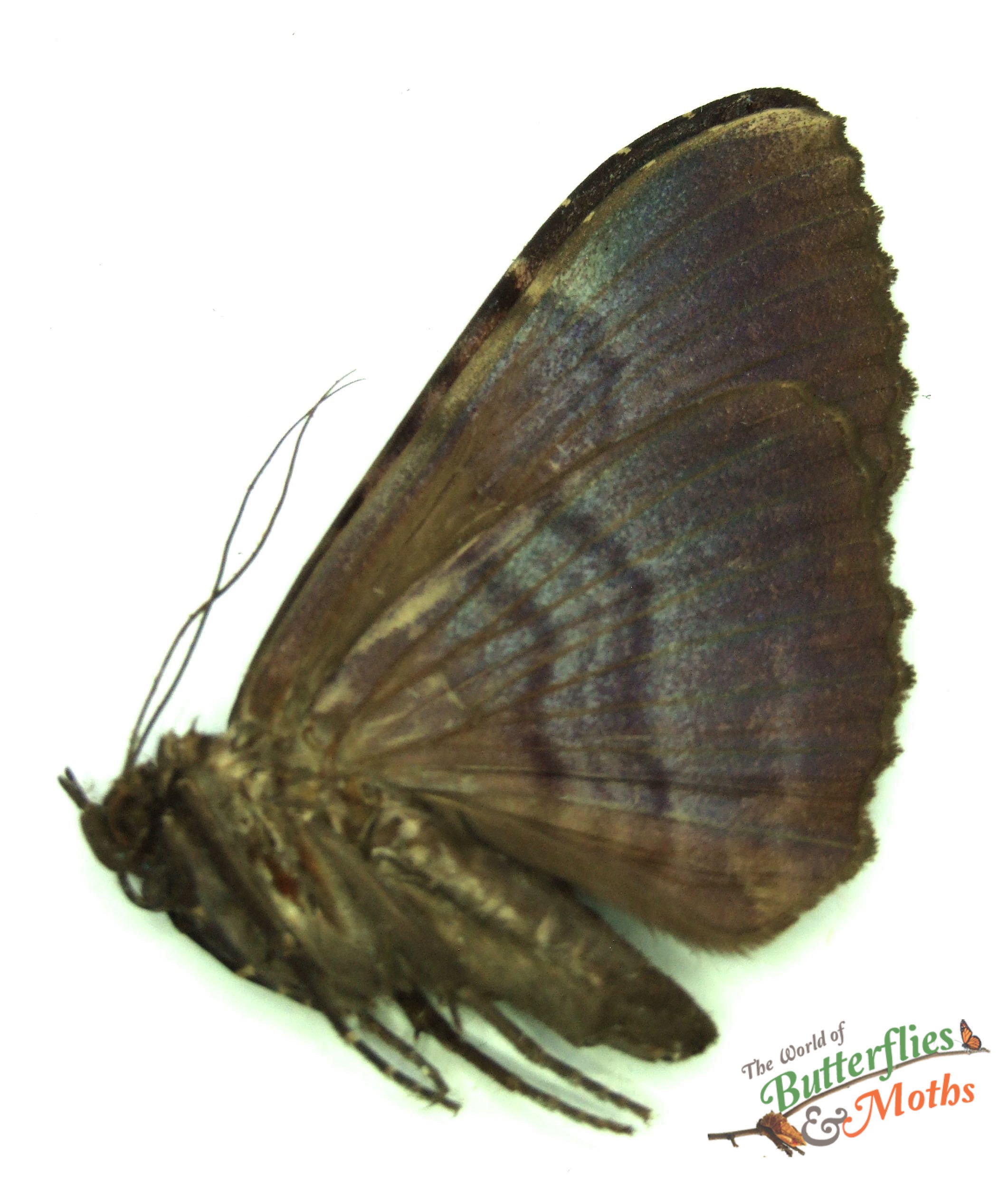 Anisoneura aluco AMBON - World of Butterflies and Moths