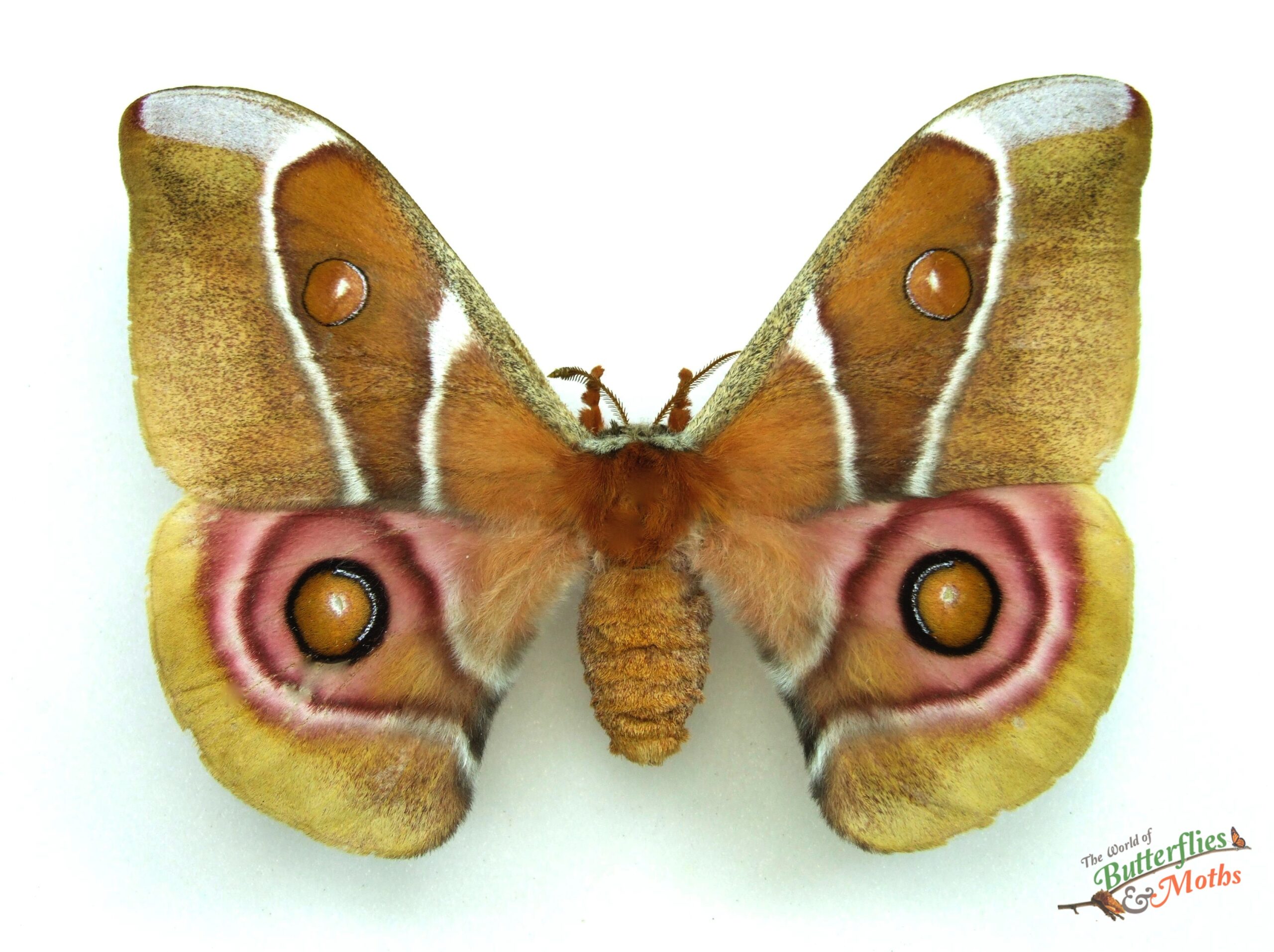Antherina suraka Bulls-Eye Moth MADAGASCAR - World of Butterflies and Moths