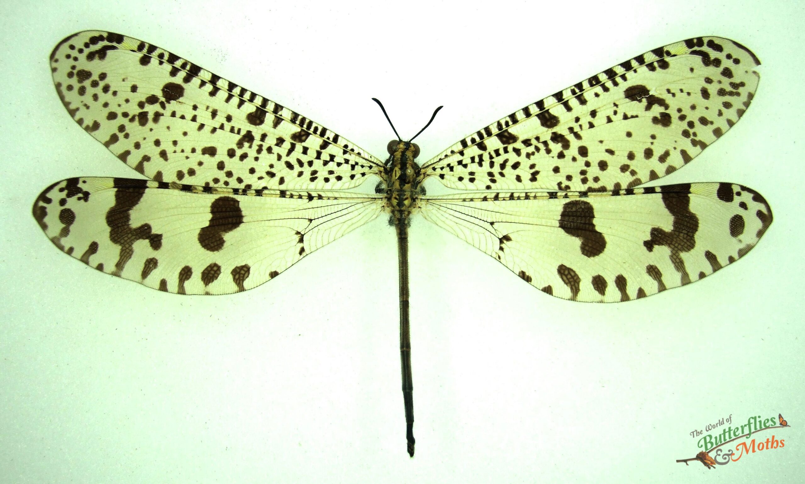 Palpares species Antlion MADAGASCAR (x2 pcs) - World of Butterflies and ...
