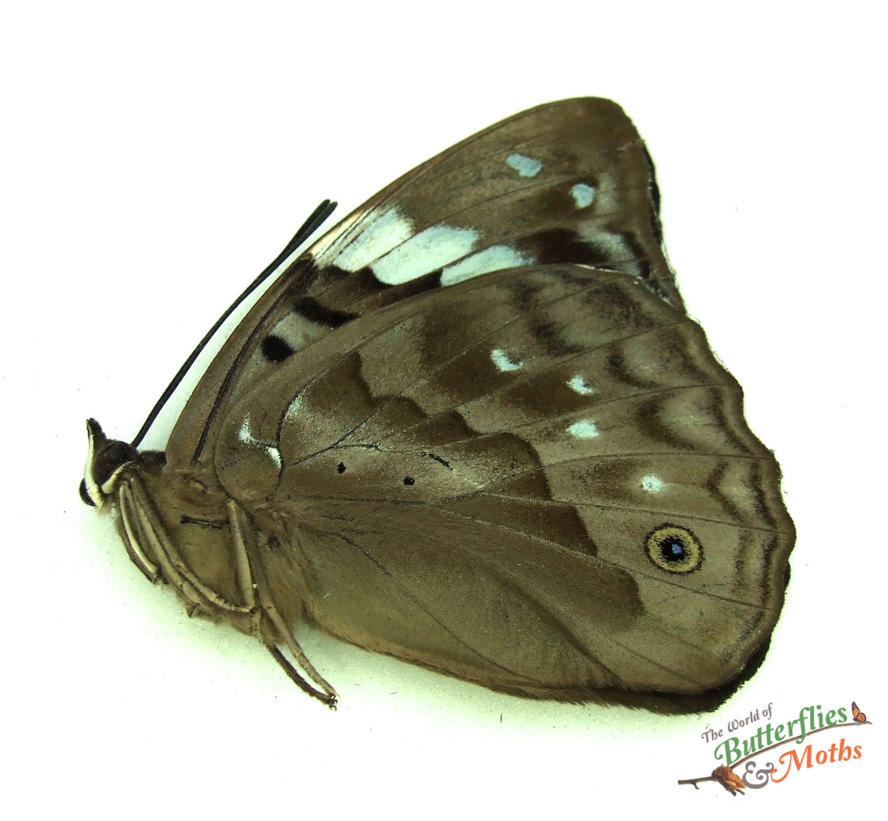 Apaturina erminea Turquoise Emperor AMBON - World of Butterflies and Moths